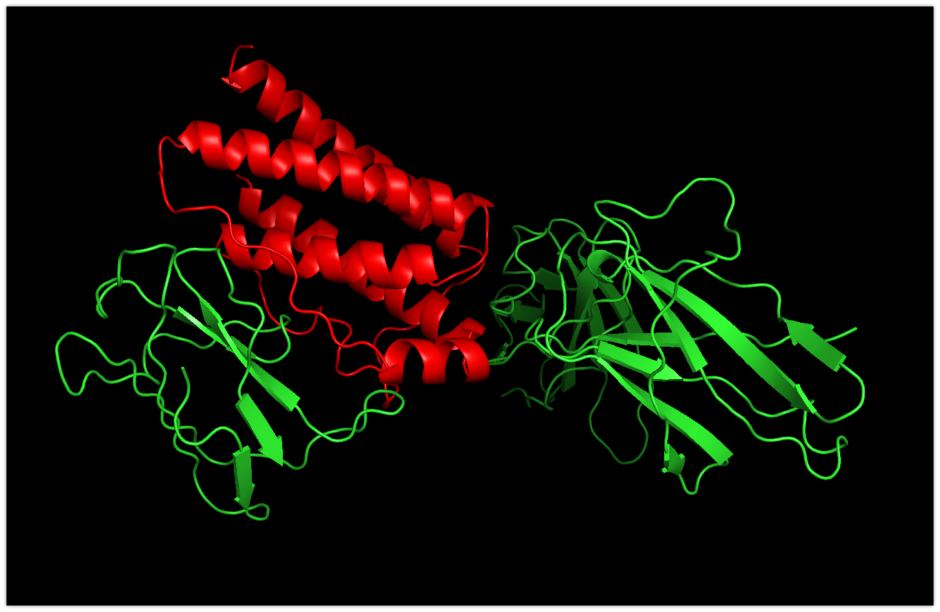 【分子ドッキング】PatchDockを使ったタンパク質-タンパク質ドッキング【in silico創薬】 - LabCode