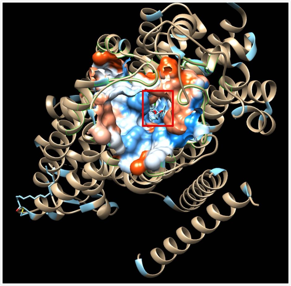 【ポケット探索】CASTpを使ったタンパク質結合サイトの探索【in silico創薬】 - LabCode