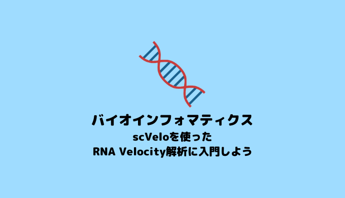 【シングルセル】scVeloを用いたRNA Velocity解析のやり方【細胞状態遷移】 - LabCode